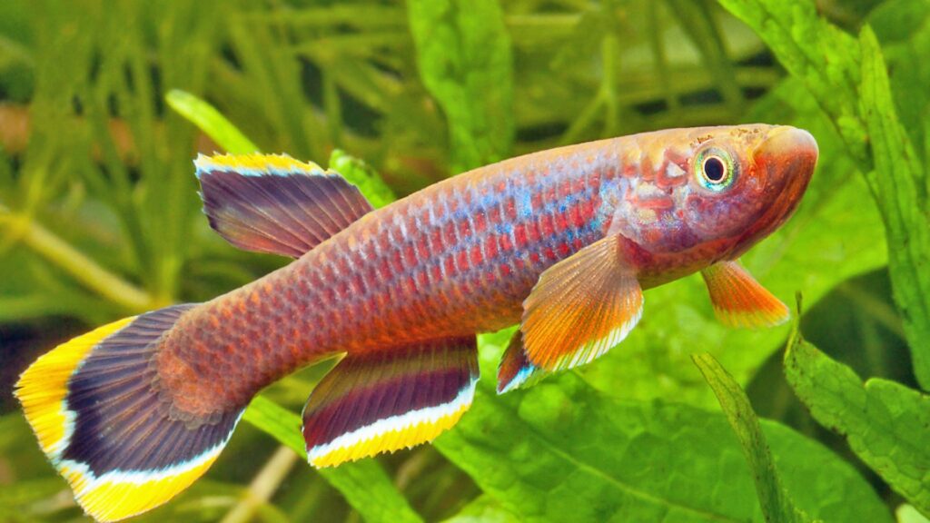 Unique Features of Popular Killifish Species